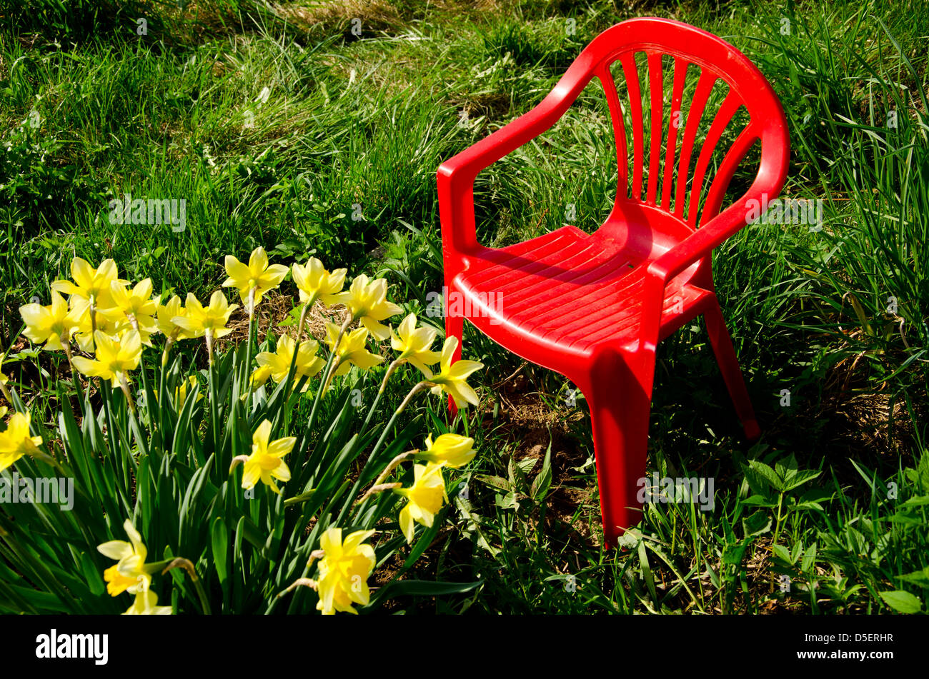 red children chair in garden on grass and spring narcissus Stock Photo ...