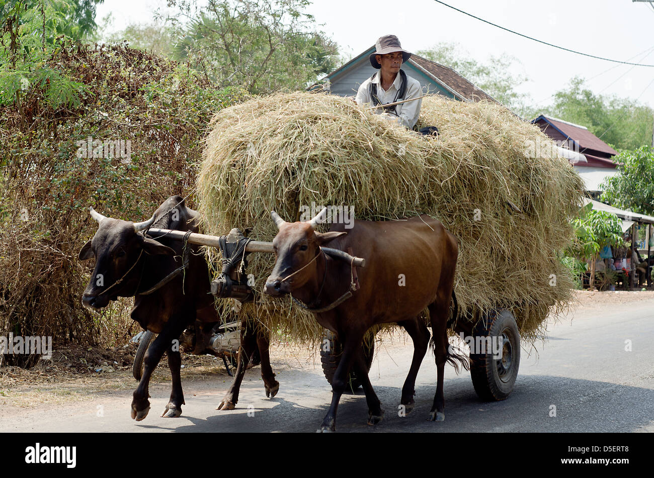 Farmer bullock cart hi-res stock photography and images - Alamy