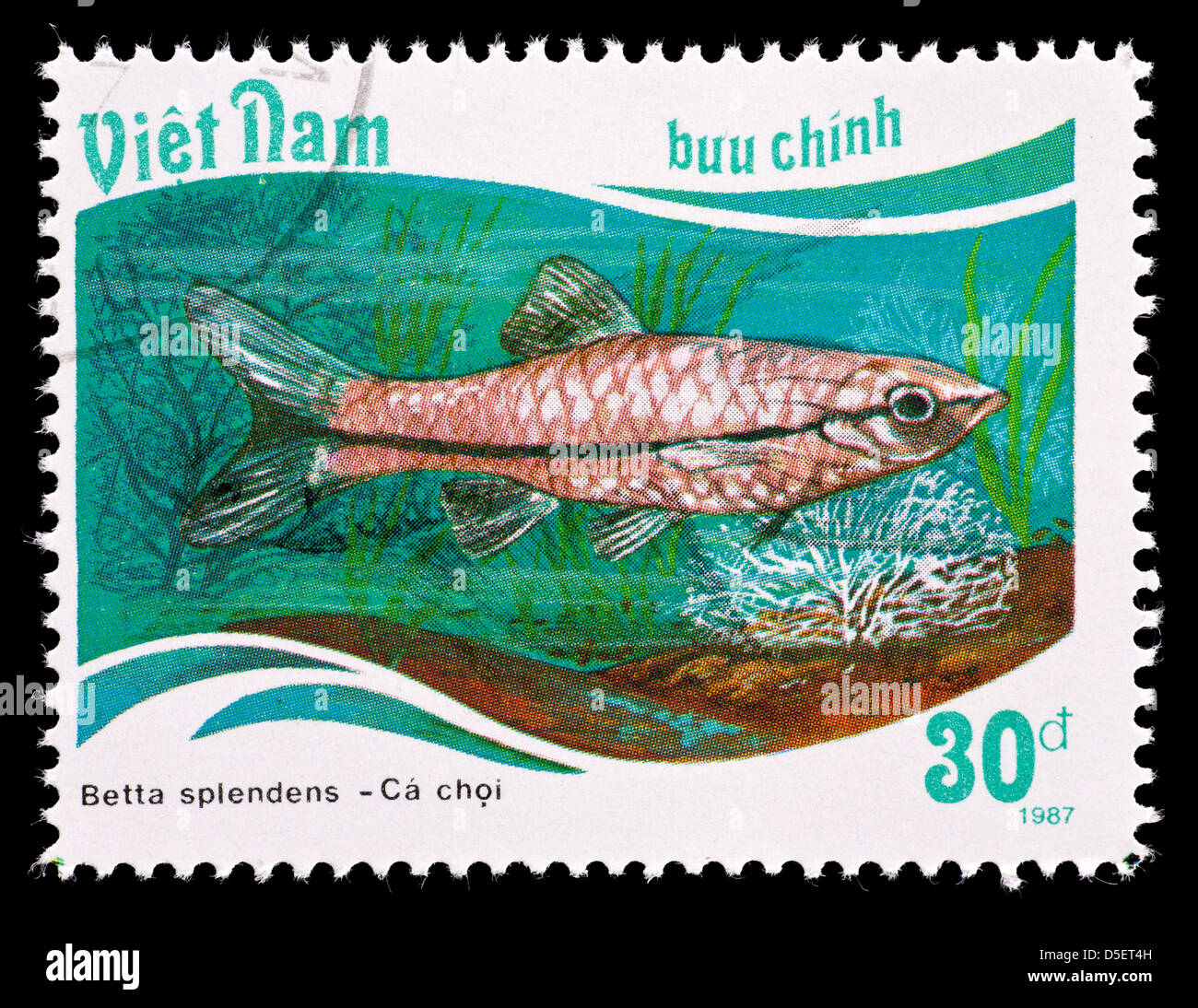 Postage stamp from Vietnam depicting a tropical Siamese fighting fish ...