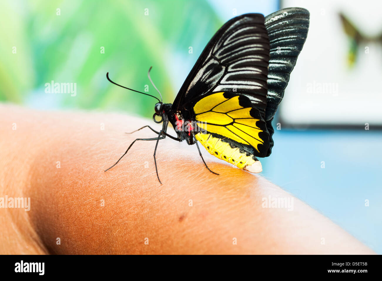 Iridescent butterfly hi-res stock photography and images - Alamy