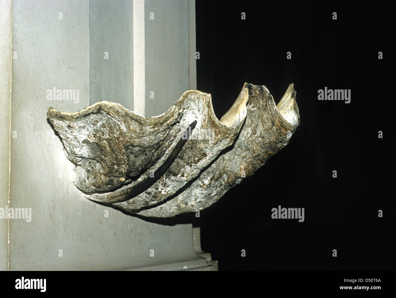 Stoop from Giant clam Tridacna gigas, Saint Nicola by Bari Church ...
