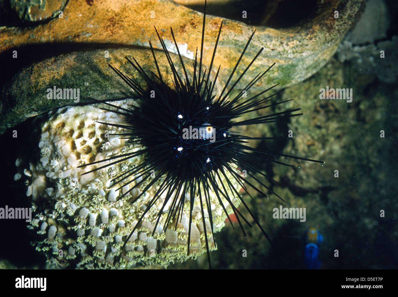 Long-spined black sea urchin Diadema sp., Diadematidae Stock Photo - Alamy