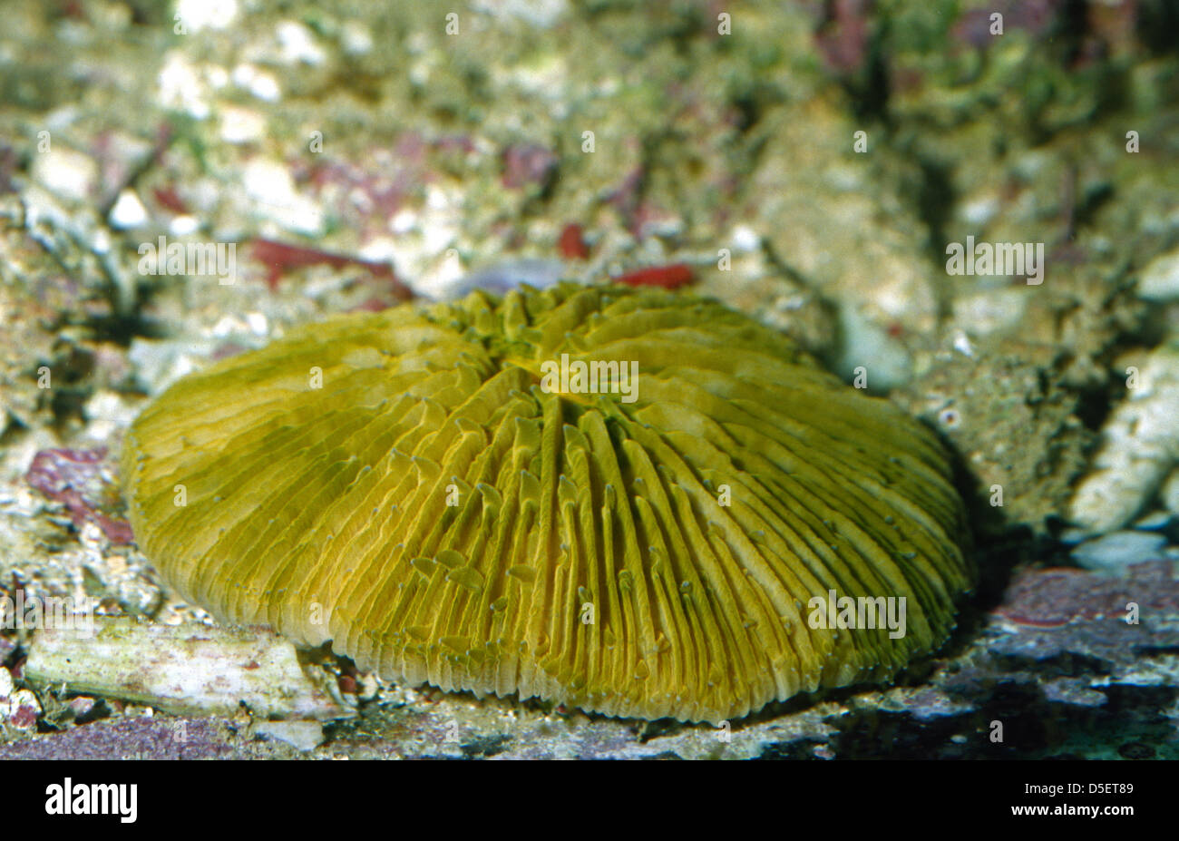 Mushroom Coral, Fungia fungites, Fungiidae, Indo-pacific Ocean Stock ...