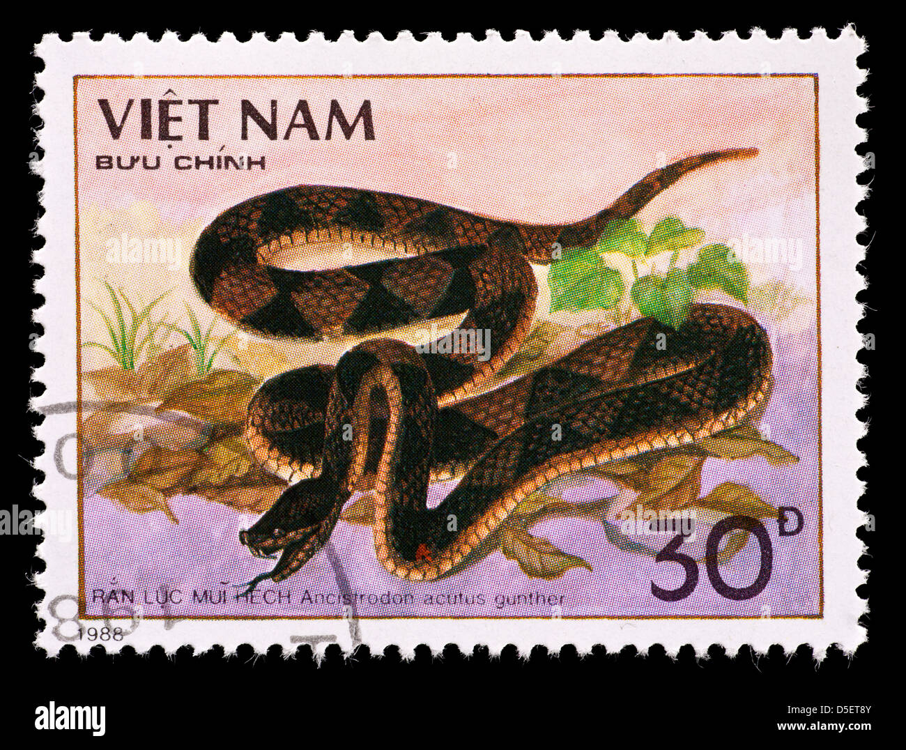 Postage stamp from Vietnam depicting a sharp-nosed viper (Ancistrodon ...