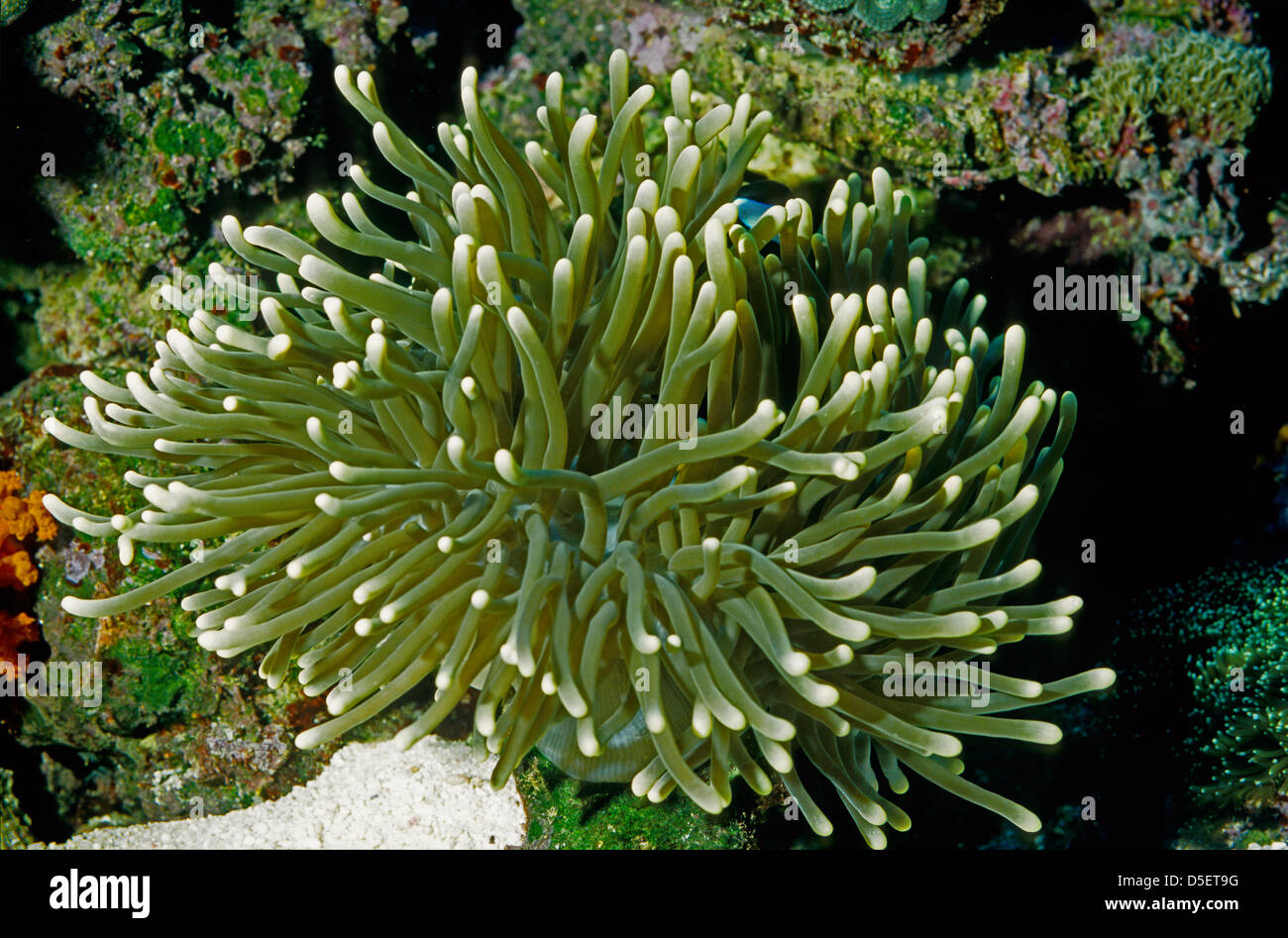 Magnificent sea anemone Heteractis magnifica, Stichodactylidae, Indo ...