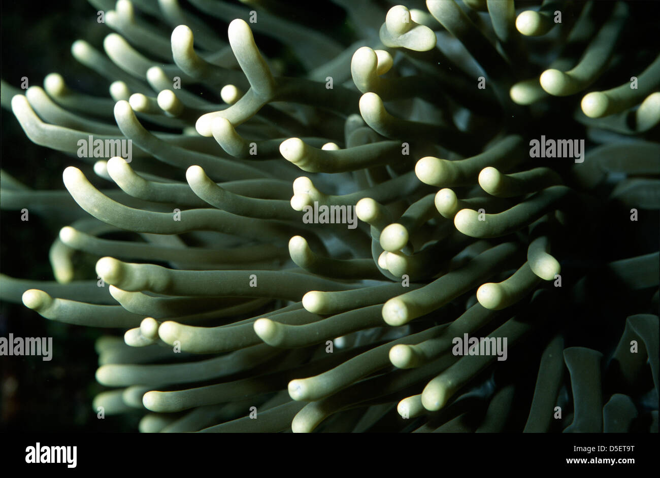 Magnificent sea anemone Heteractis magnifica, Stichodactylidae, Indo ...