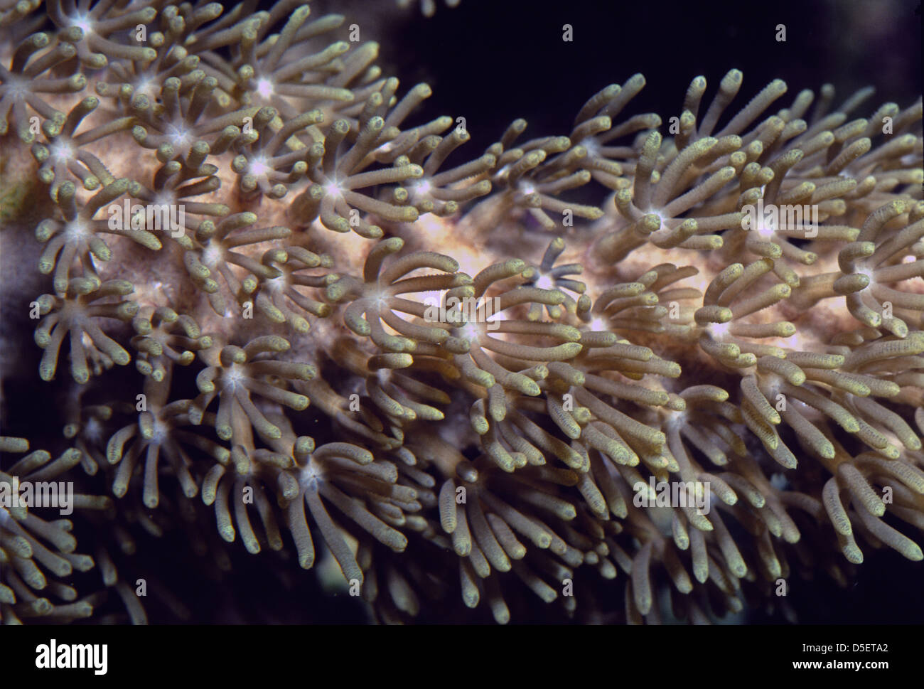 Star polyps Pachyclavularia sp., Clavulariidae, Indo-pacific Ocean ...