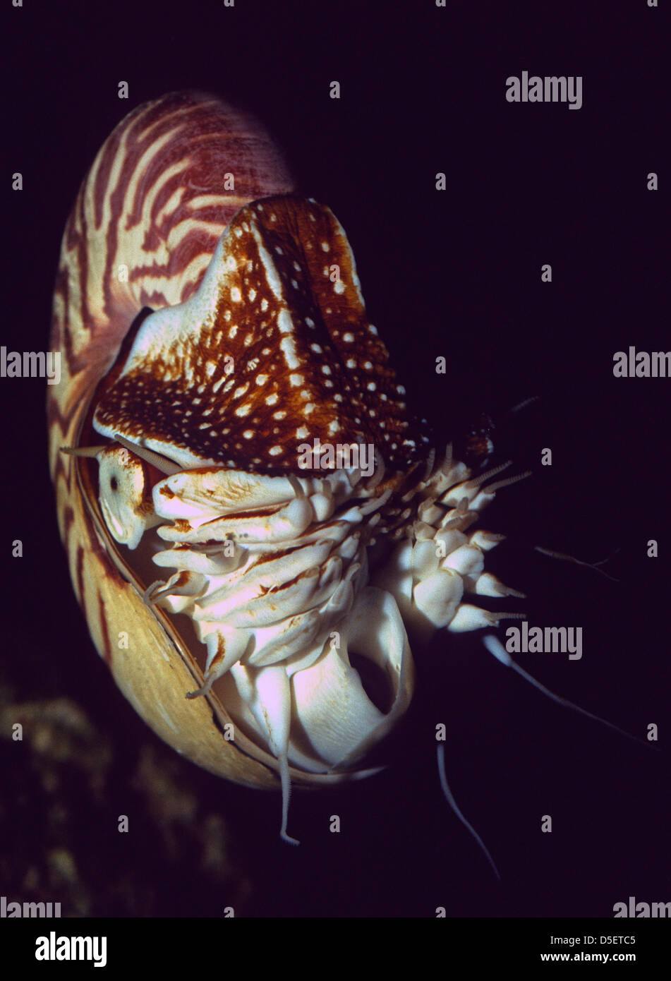 Chambered Nautiluses, Nautilus pompilius, Cephalopoda, Nautilida ...