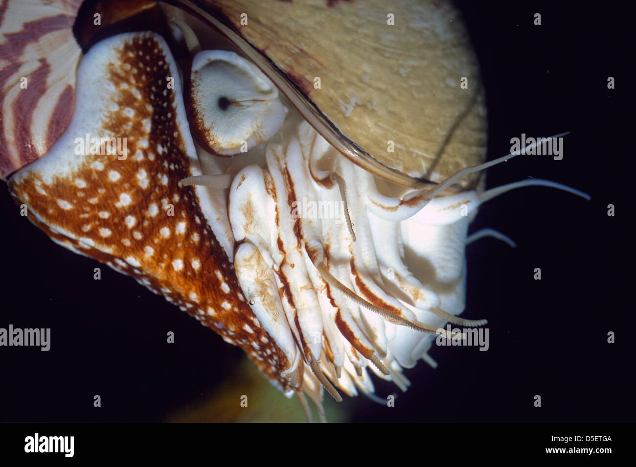 Chambered nautilus nautilidae hi-res stock photography and images - Alamy