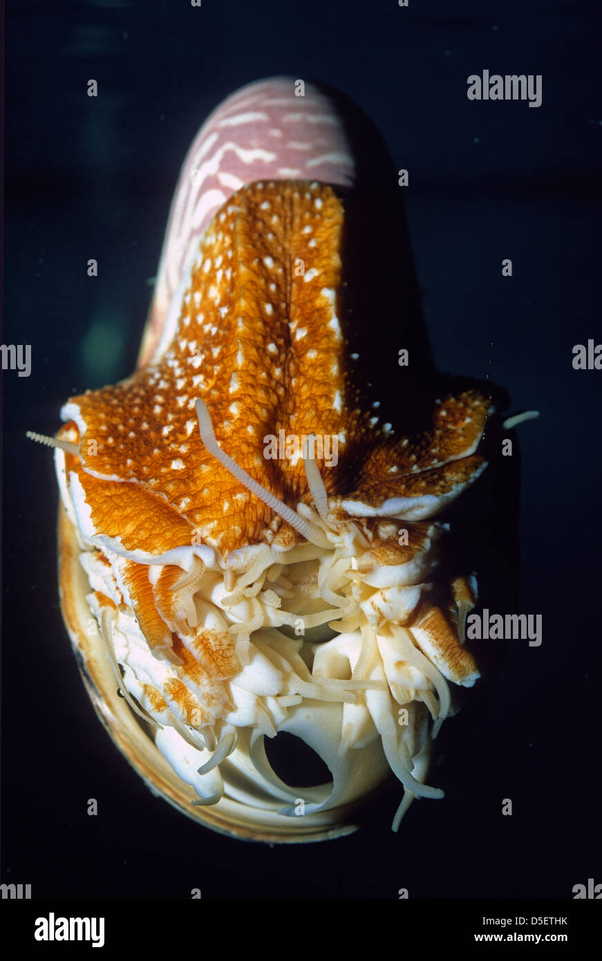 Chambered nautiluses hi-res stock photography and images - Alamy