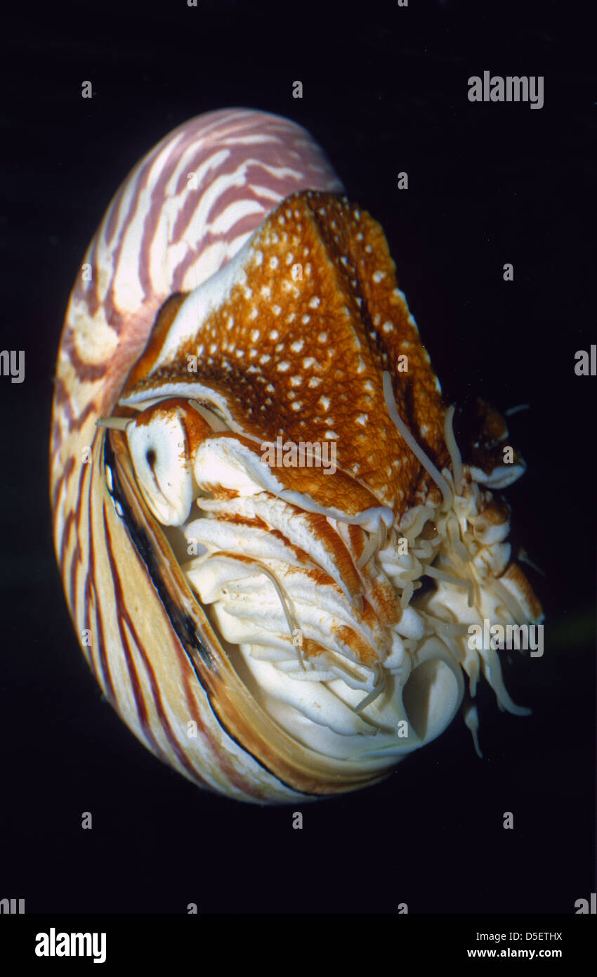 Chambered Nautiluses, Nautilus pompilius, Cephalopoda, Nautilida ...