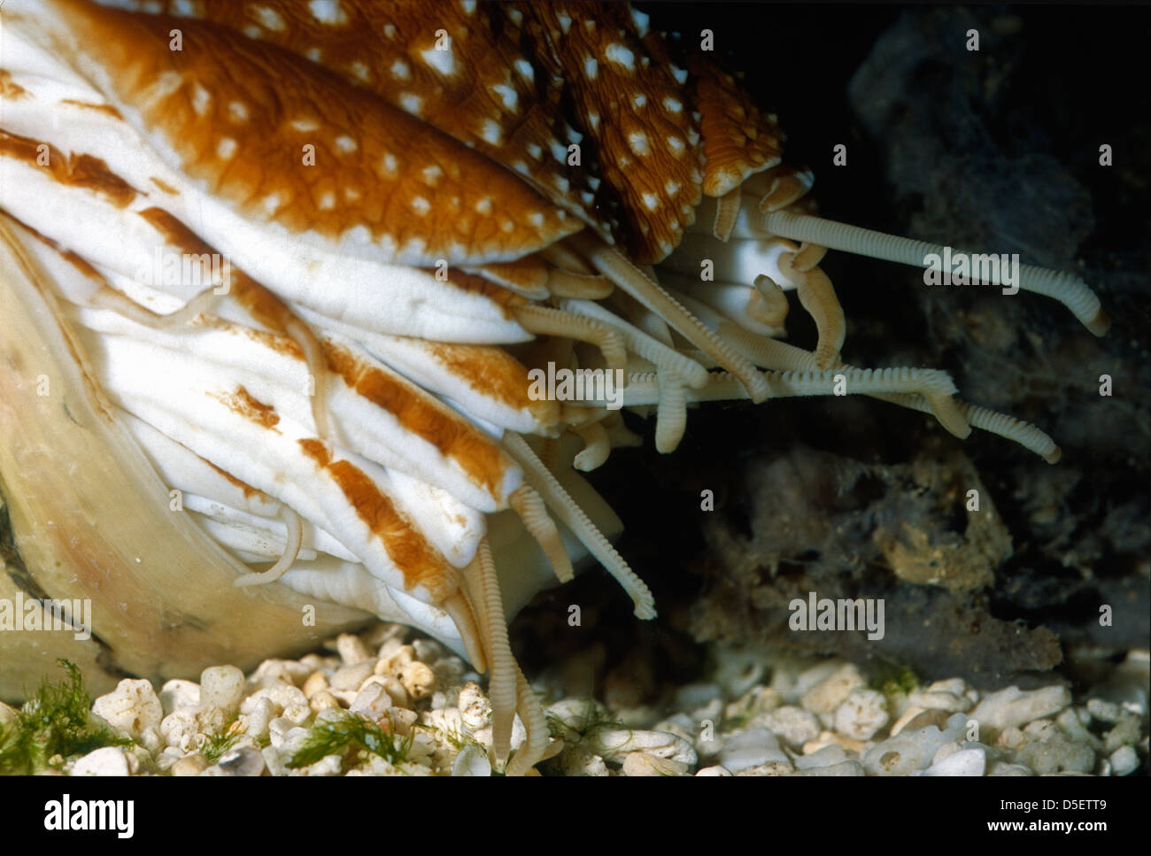Chambered Nautiluses, Nautilus pompilius, Cephalopoda, Nautilida ...