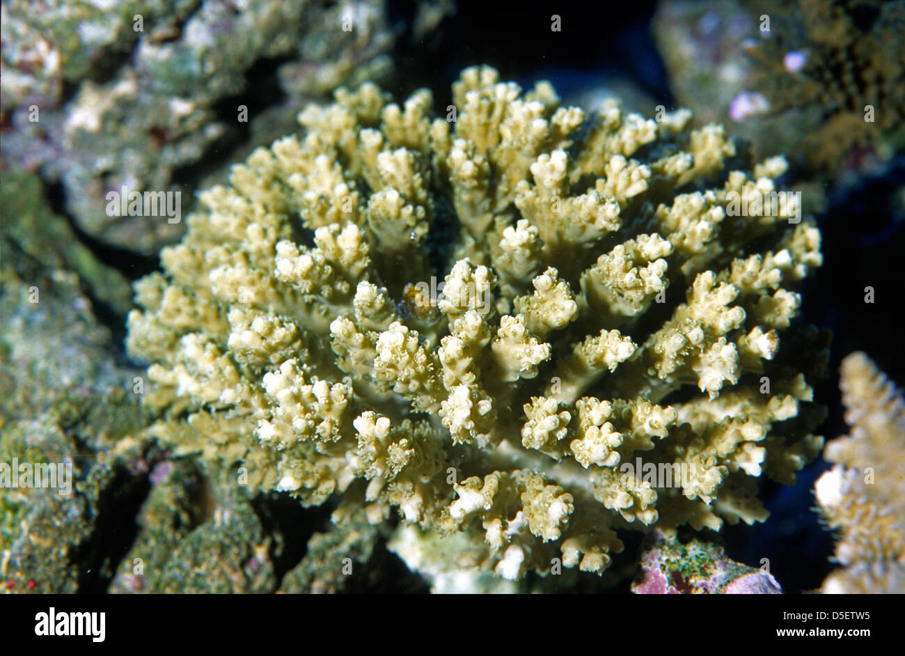 Acroporidae roberto nistri aquarium aquaria reef cnidaria horizontal hi ...