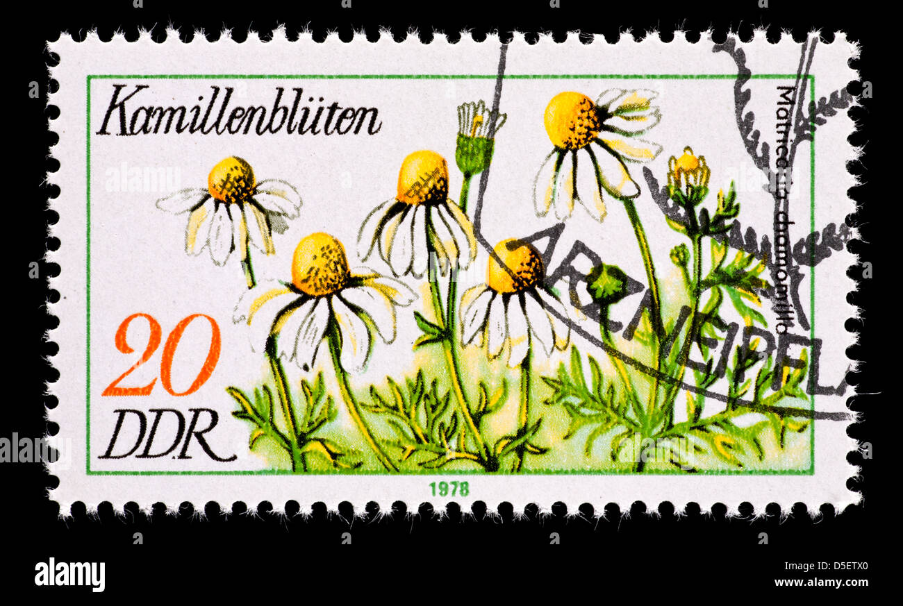 Postage stamp from East Germany (DDR) depicting chamomile flowers Stock ...