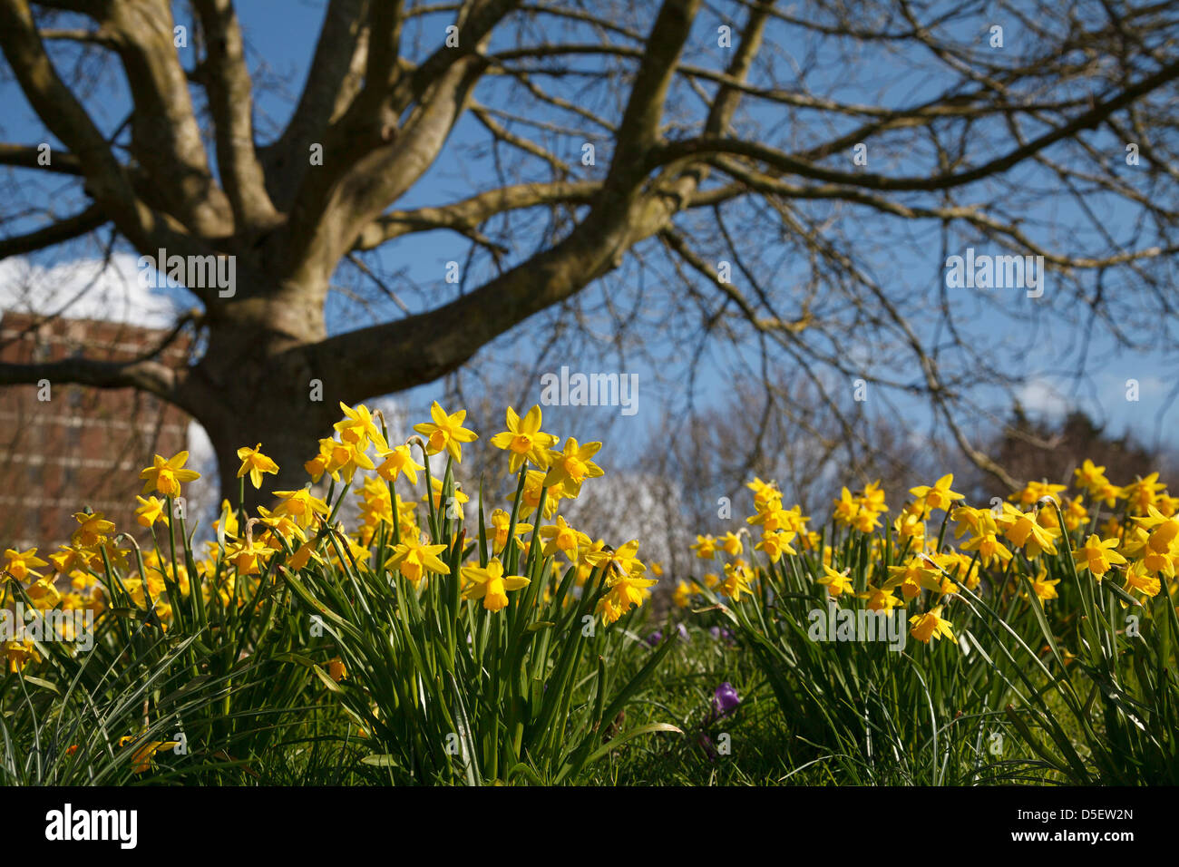 Basingstoke,UK. 31st March, 2013. Daffodils blooming in Easter sunshine ...
