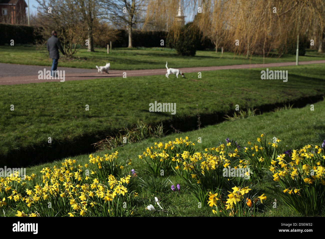 Basingstoke,UK. 31st March, 2013. A man walking his two dogs, Casper ...