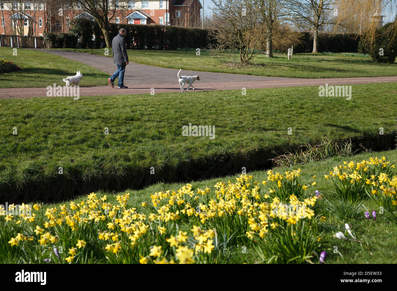 Basingstoke,UK. 31st March, 2013. A man walking his two dogs, Casper ...