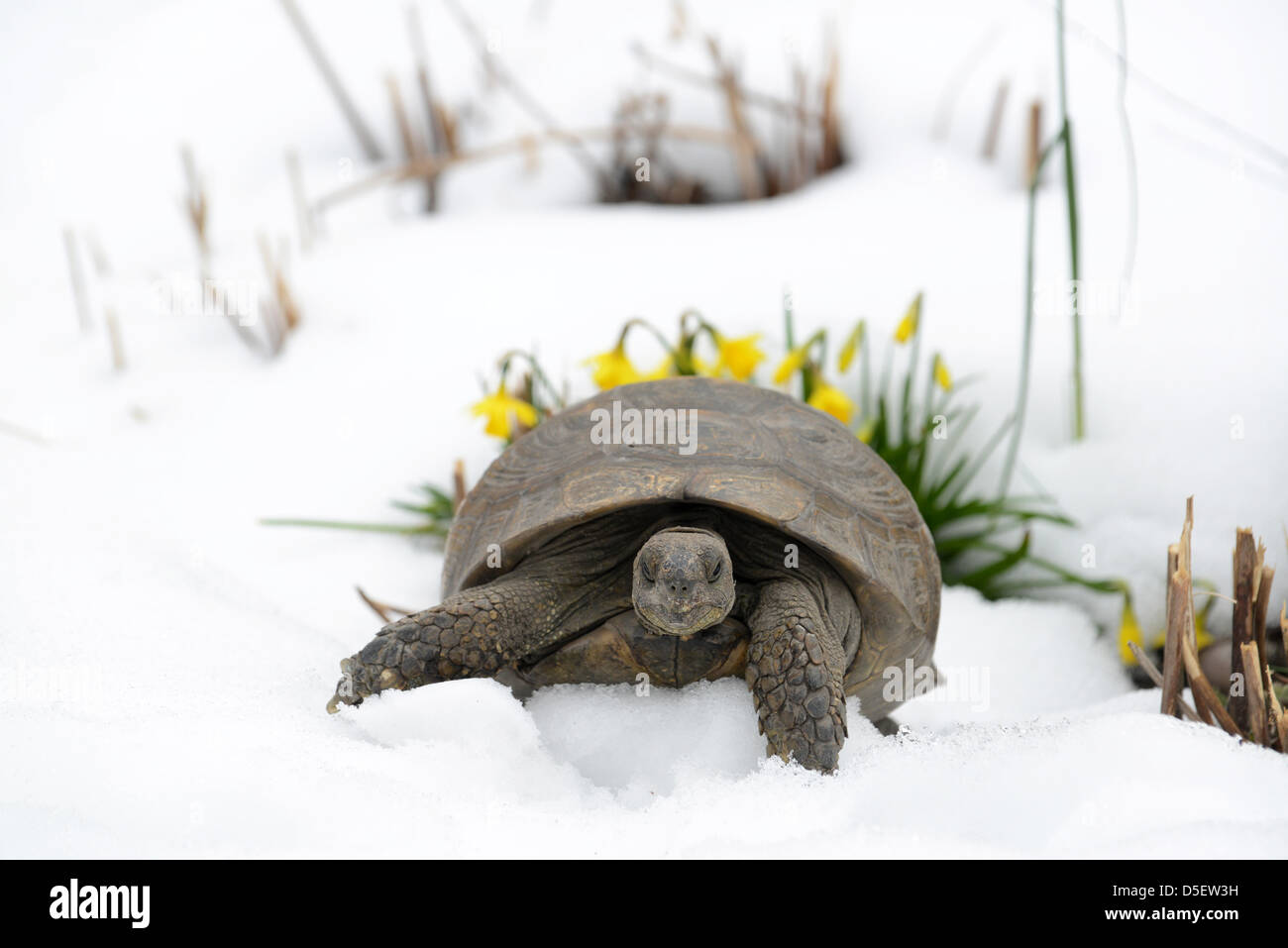 6 inches of snow hi-res stock photography and images - Alamy