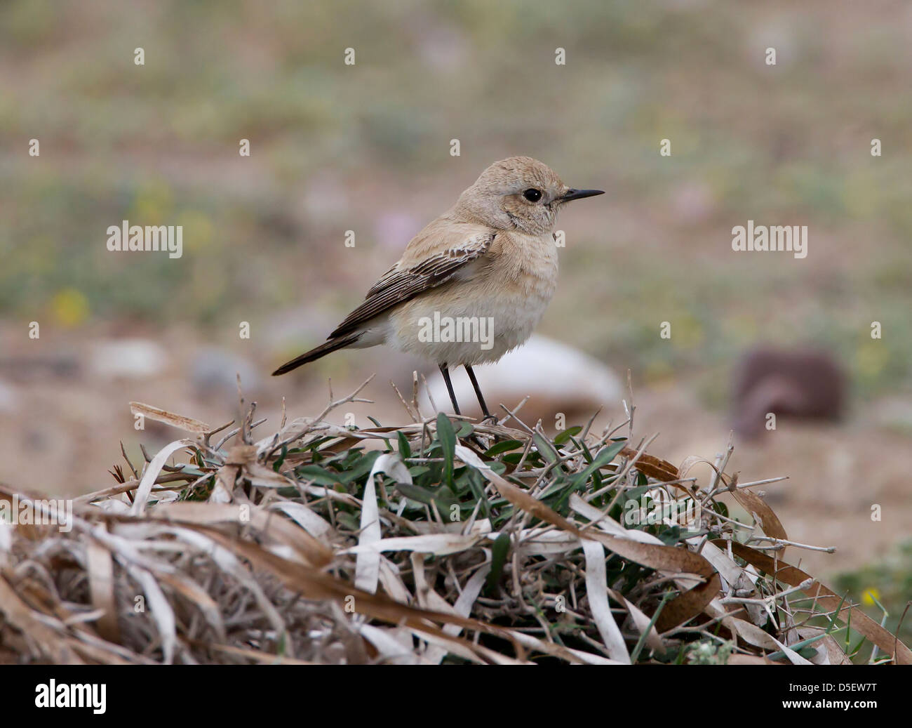 Desert Wheatear Female Oenanthe deserti on migration at mandria Cyprus ...
