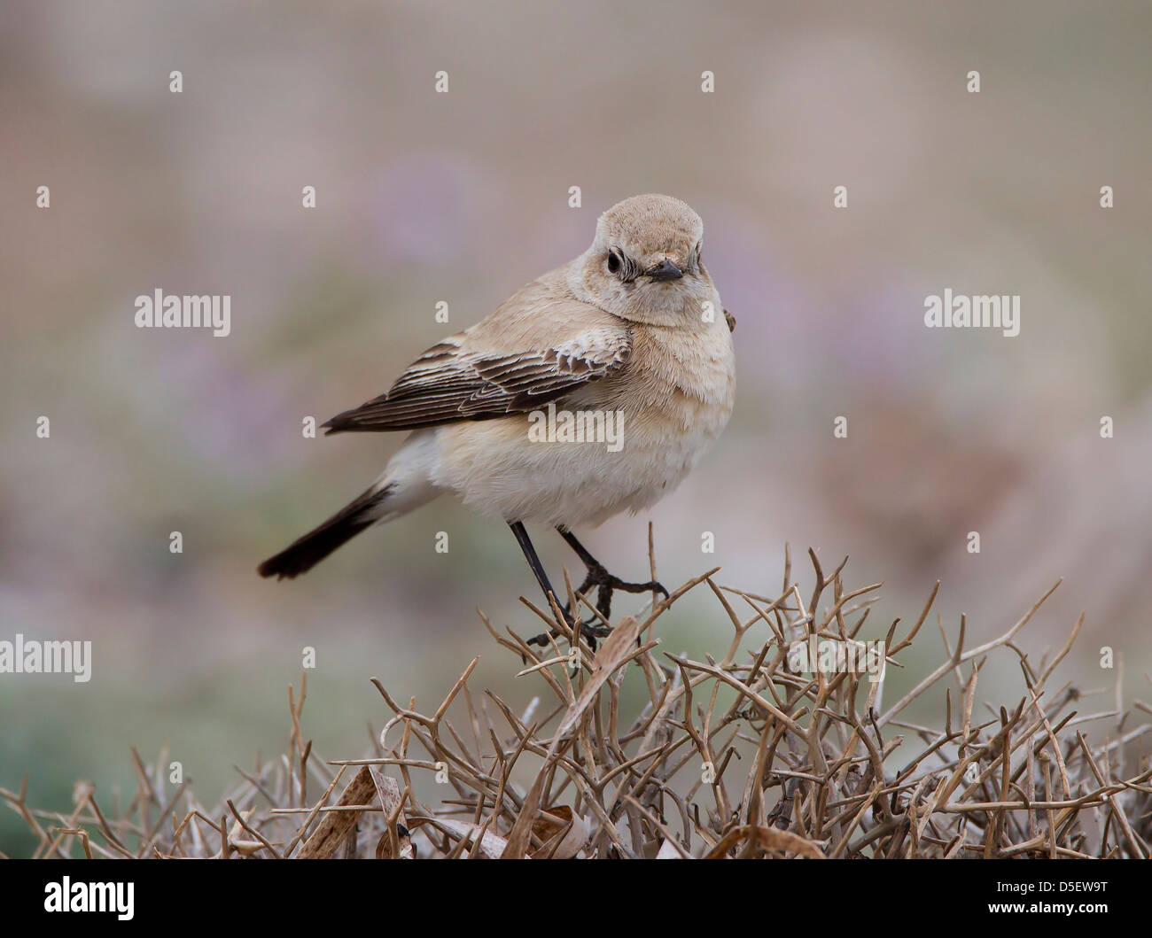 Desert Wheatear Female Oenanthe deserti on migration at mandria Cyprus ...