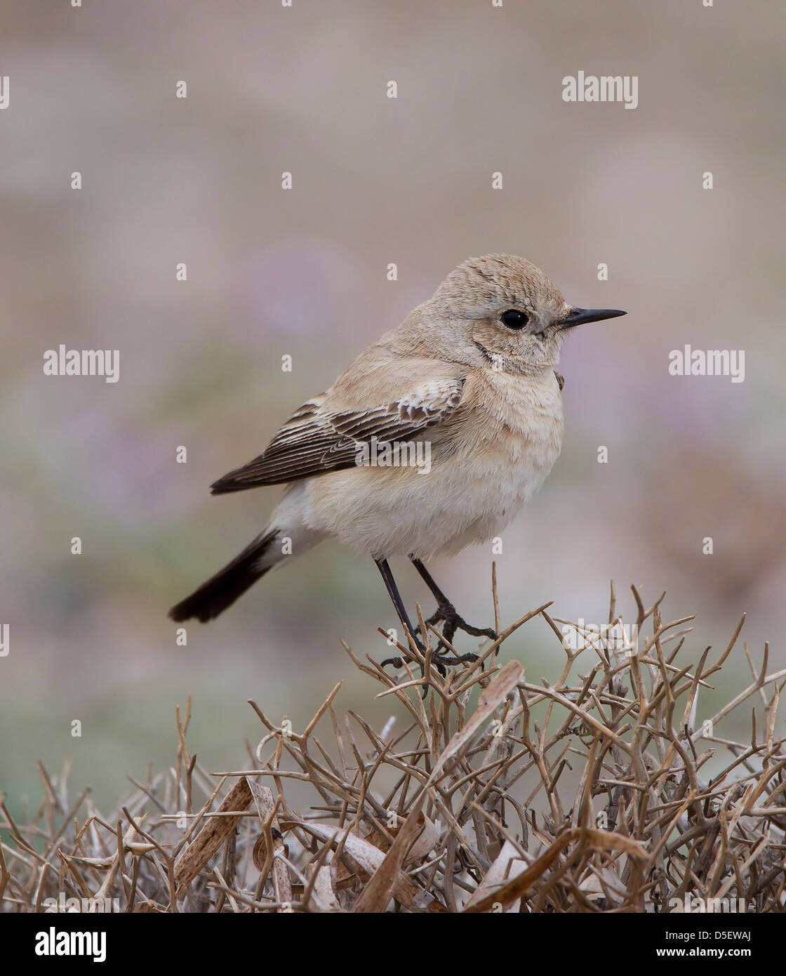 Desert Wheatear Female Oenanthe deserti on migration at mandria Cyprus ...