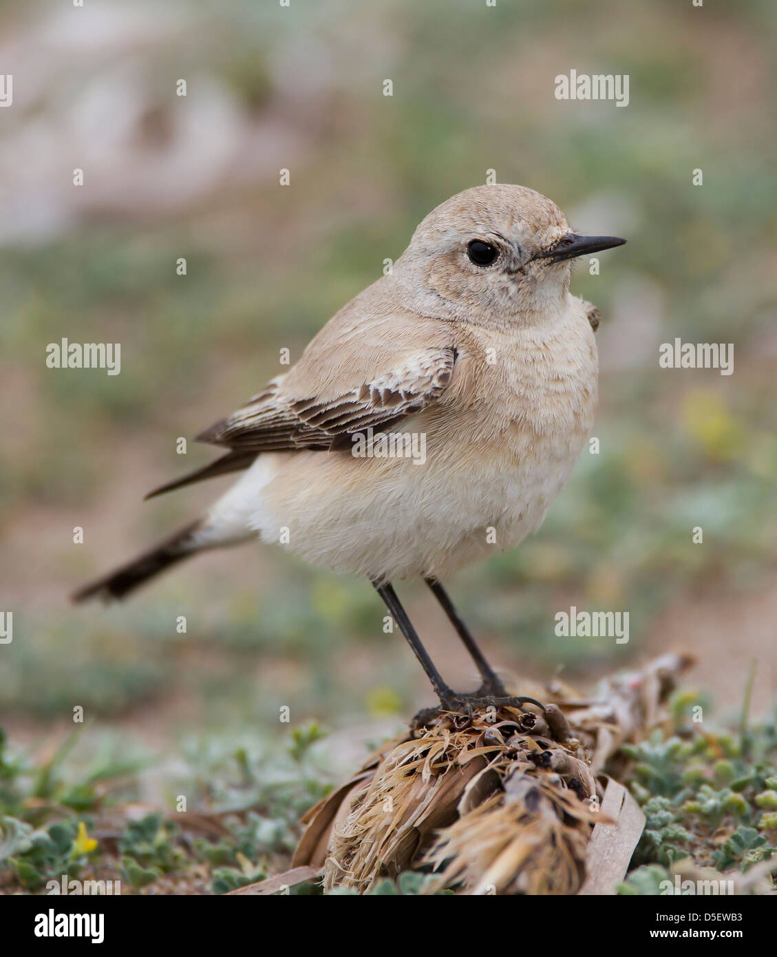 Desert Wheatear Female Oenanthe deserti on migration at mandria Cyprus ...