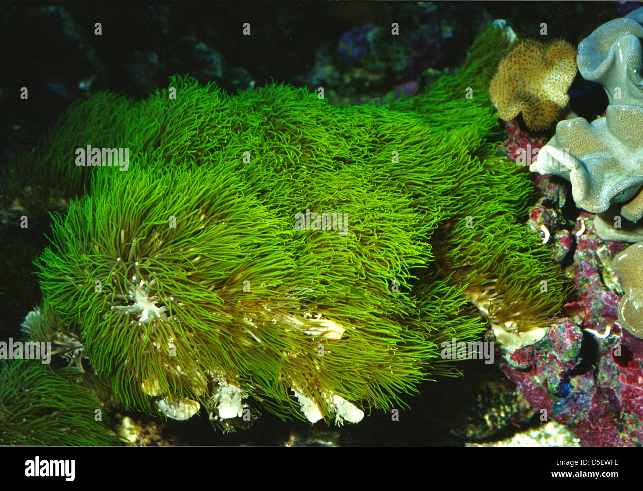 Green Star Polyps, Pachyclavularia (Briareum) violacea, Indo-pacific ...