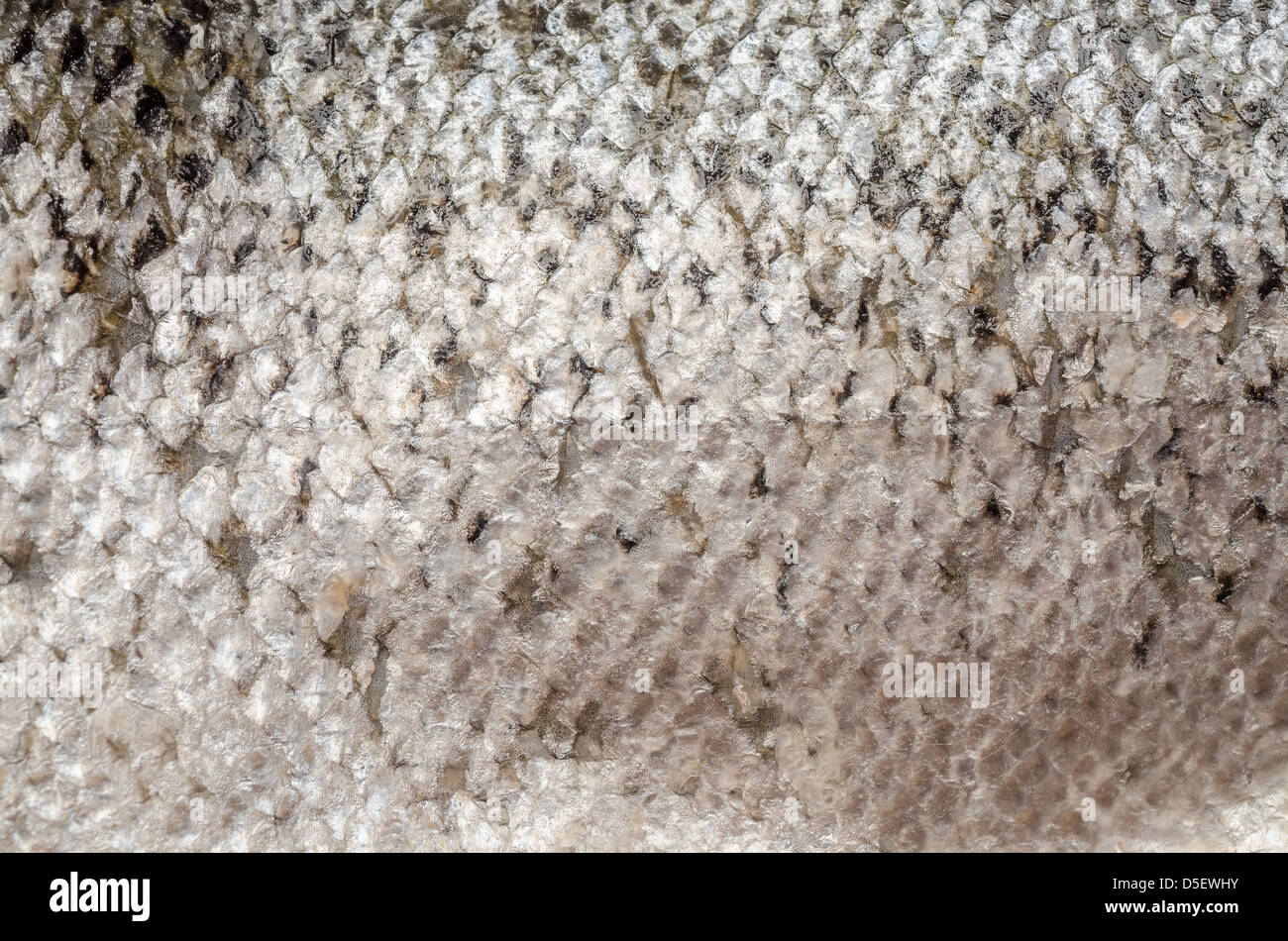 Slime fish hi-res stock photography and images - Alamy