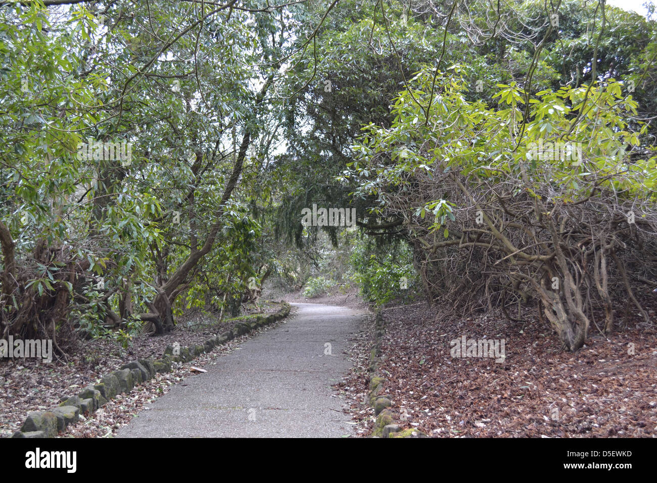 Spring walk woodland hi-res stock photography and images - Alamy