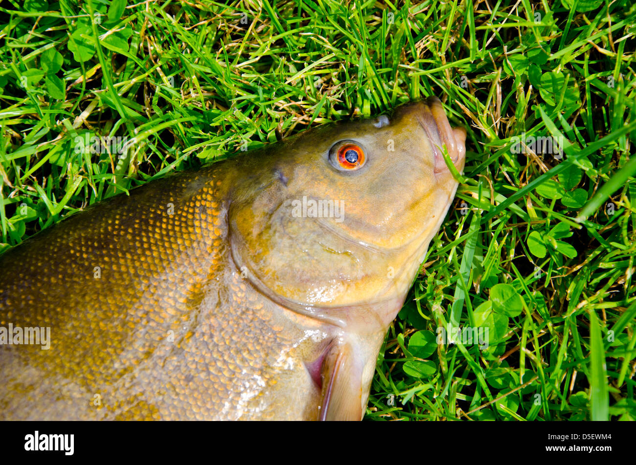 Tench fish hi-res stock photography and images - Alamy
