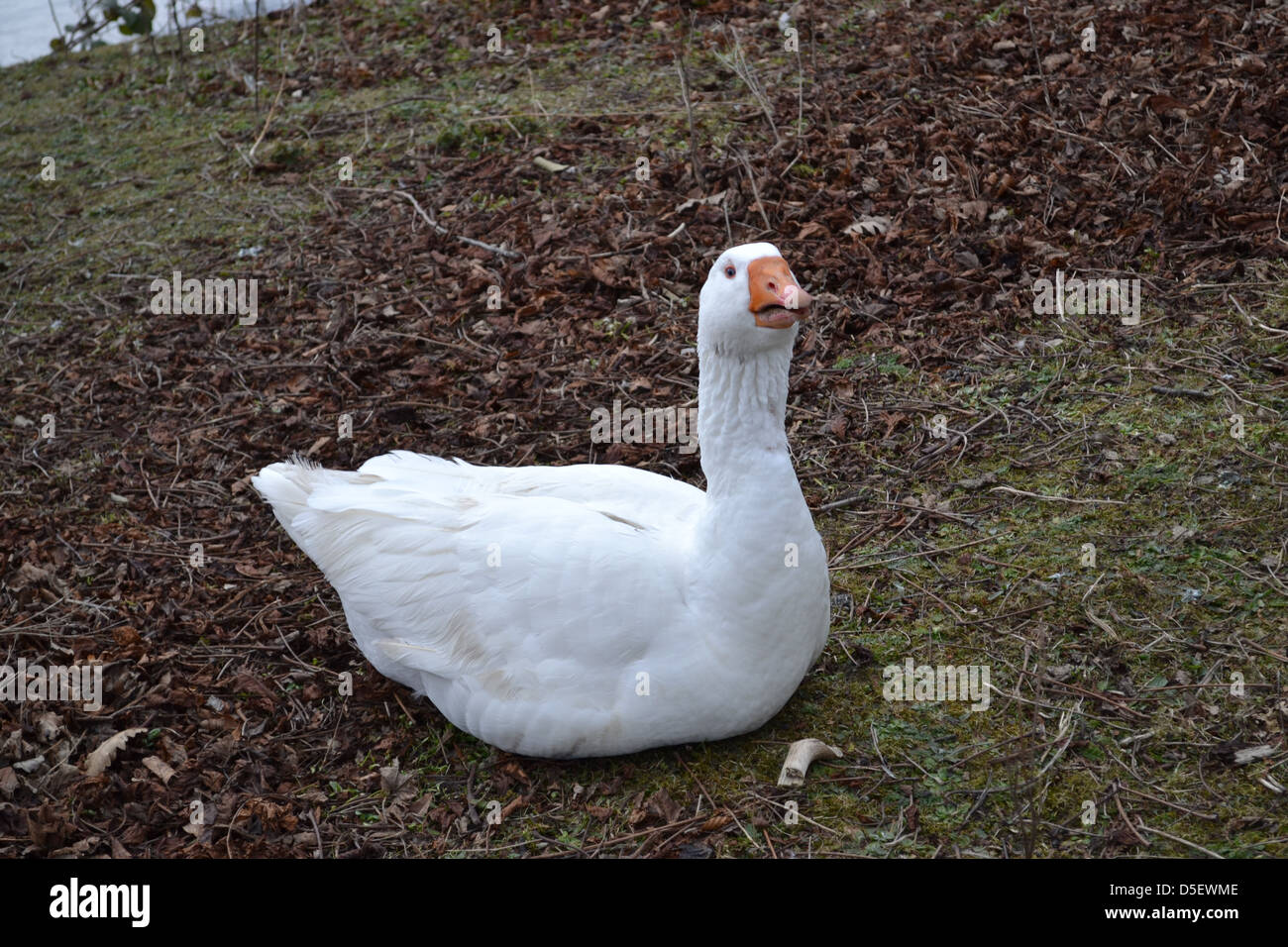 White Goose On Ground Stock Photo - Alamy