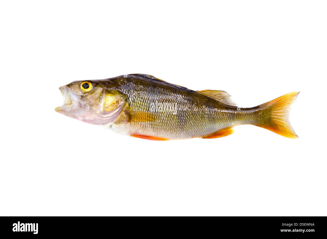 perch (Perca fluviatilis) fish isolated on white background Stock Photo ...