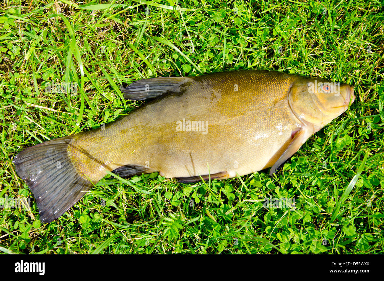 Green tench tinca tinca hi-res stock photography and images - Alamy