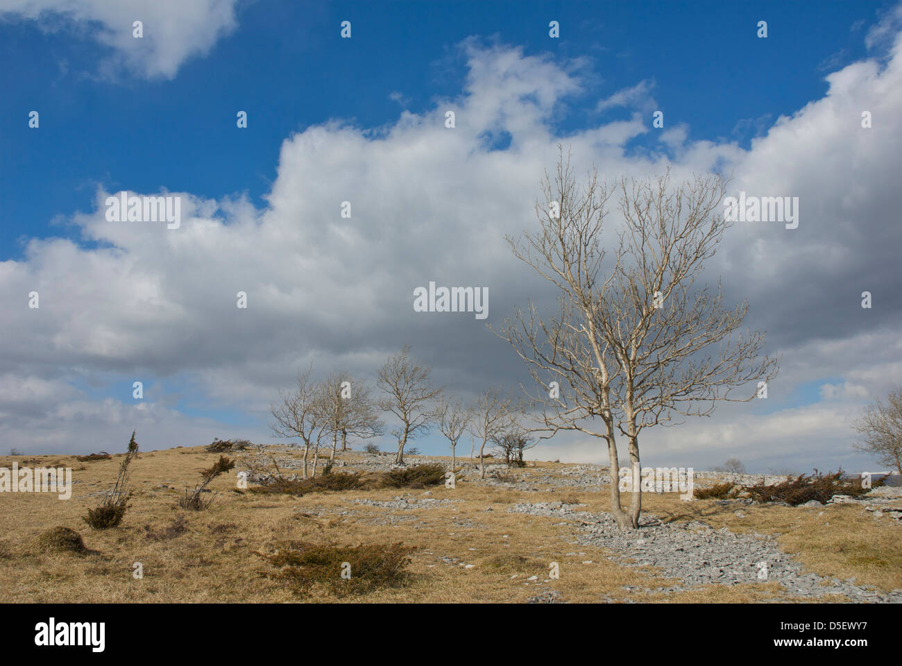 Scout scar hi-res stock photography and images - Alamy