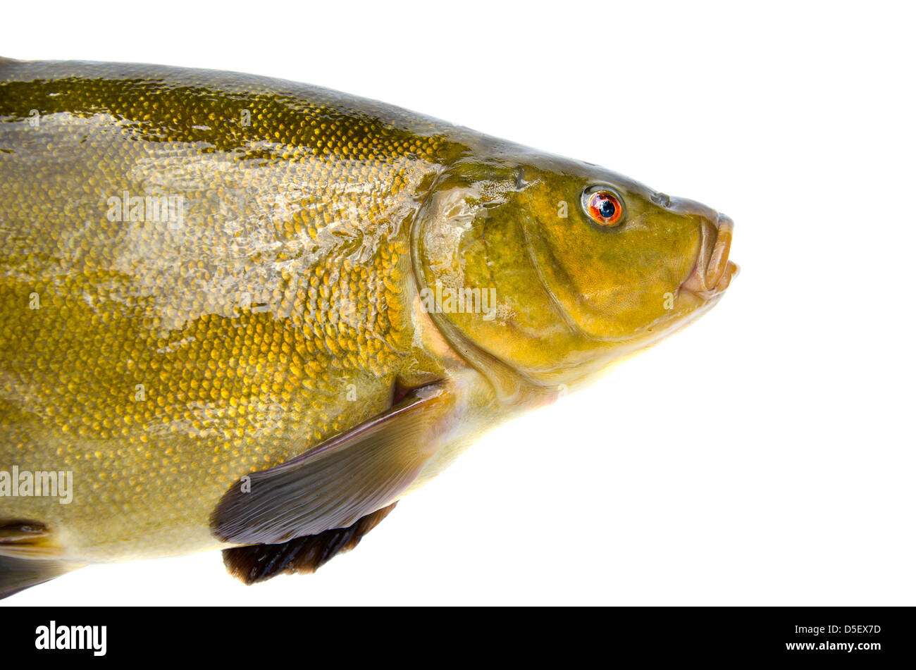 big tench fish head isolated on white Stock Photo - Alamy