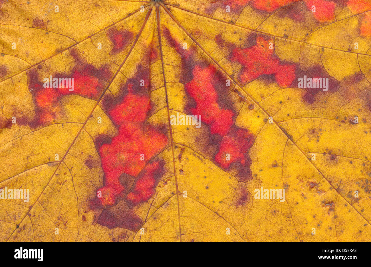 colorful autumn maple leaf macro background and texture Stock Photo - Alamy