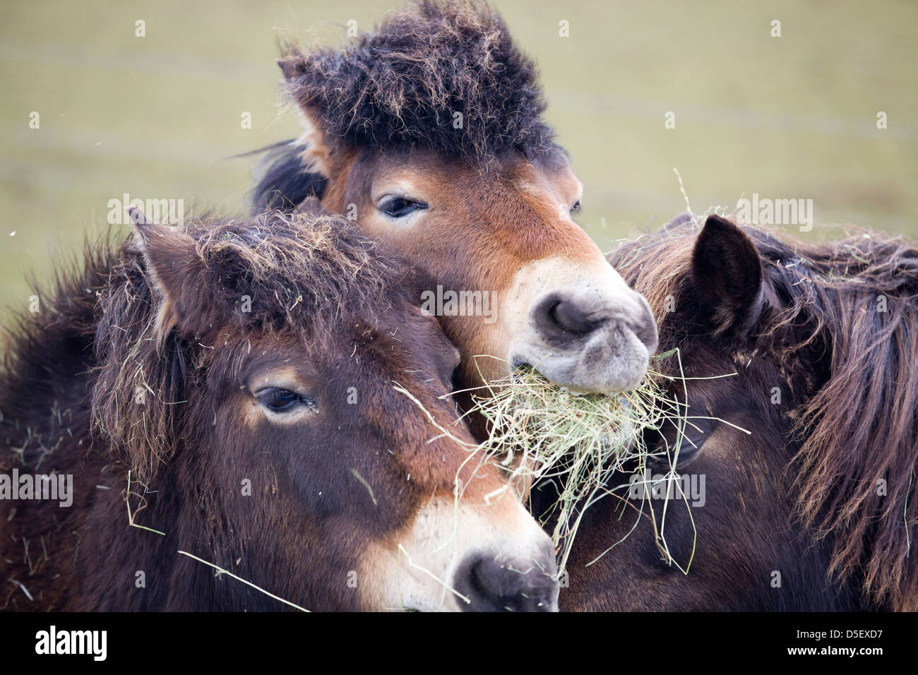 Native mountain ponies hi-res stock photography and images - Alamy