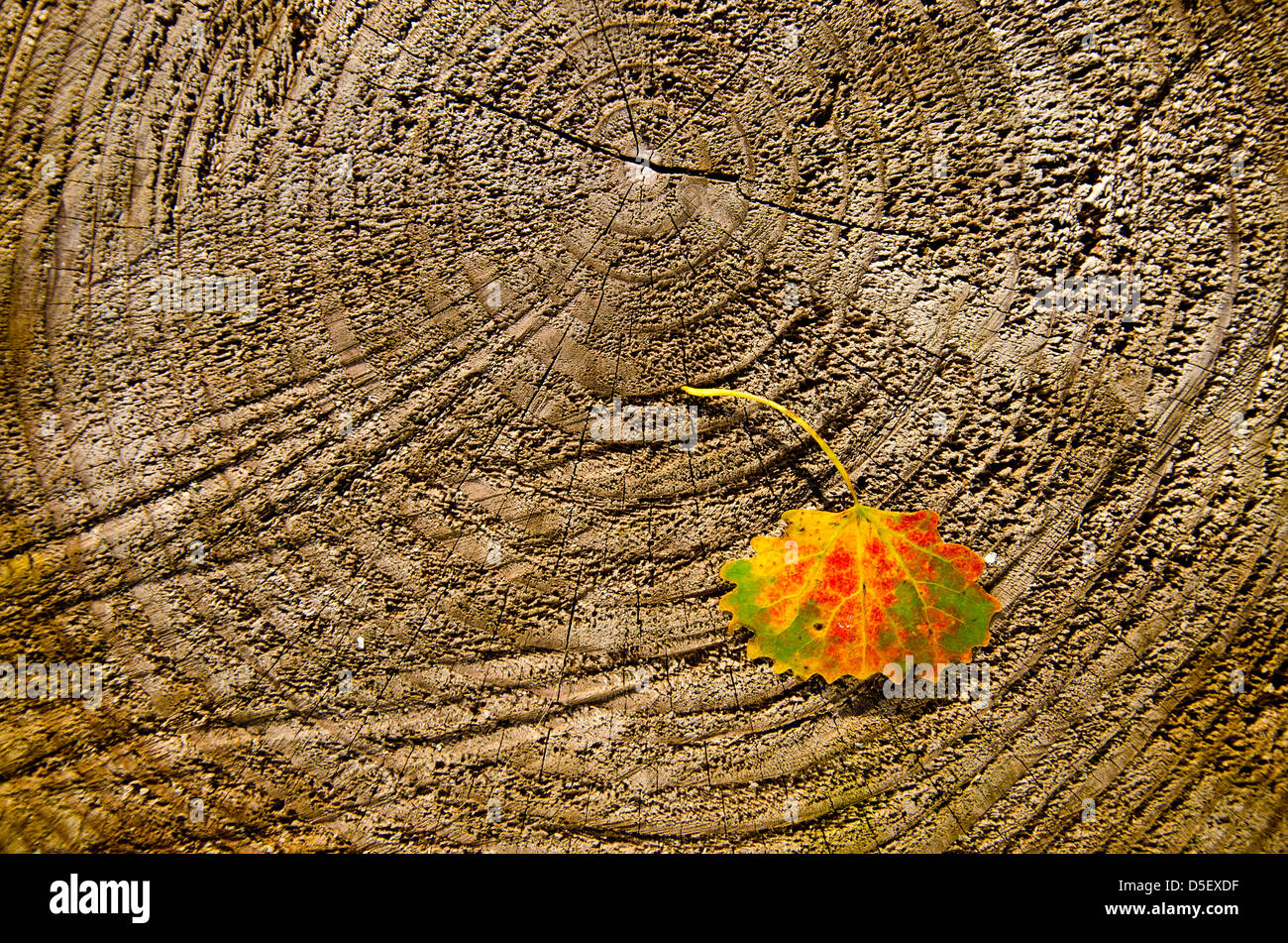 Aspen wooden texture hi-res stock photography and images - Alamy