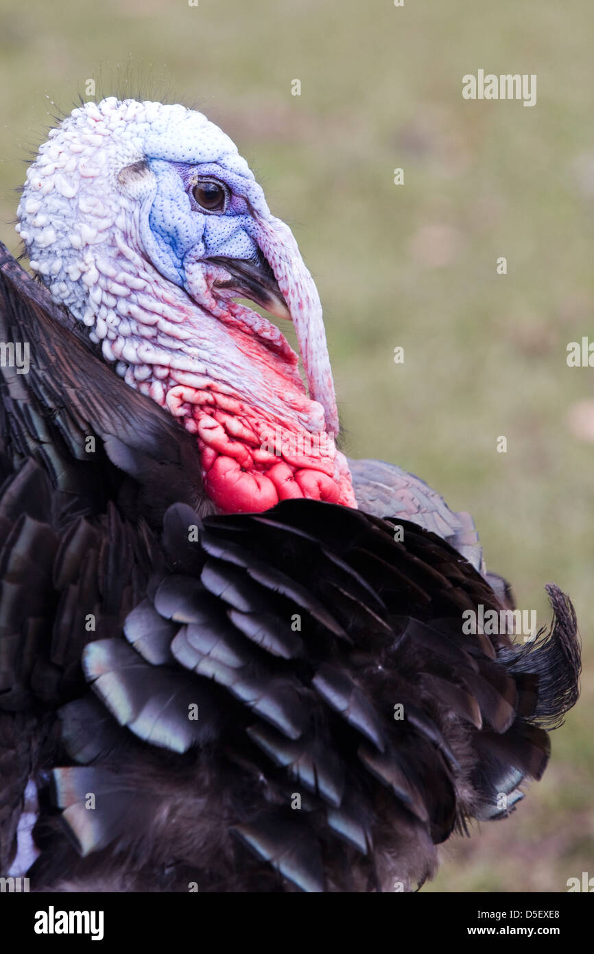 Aggressive turkey hi-res stock photography and images - Alamy
