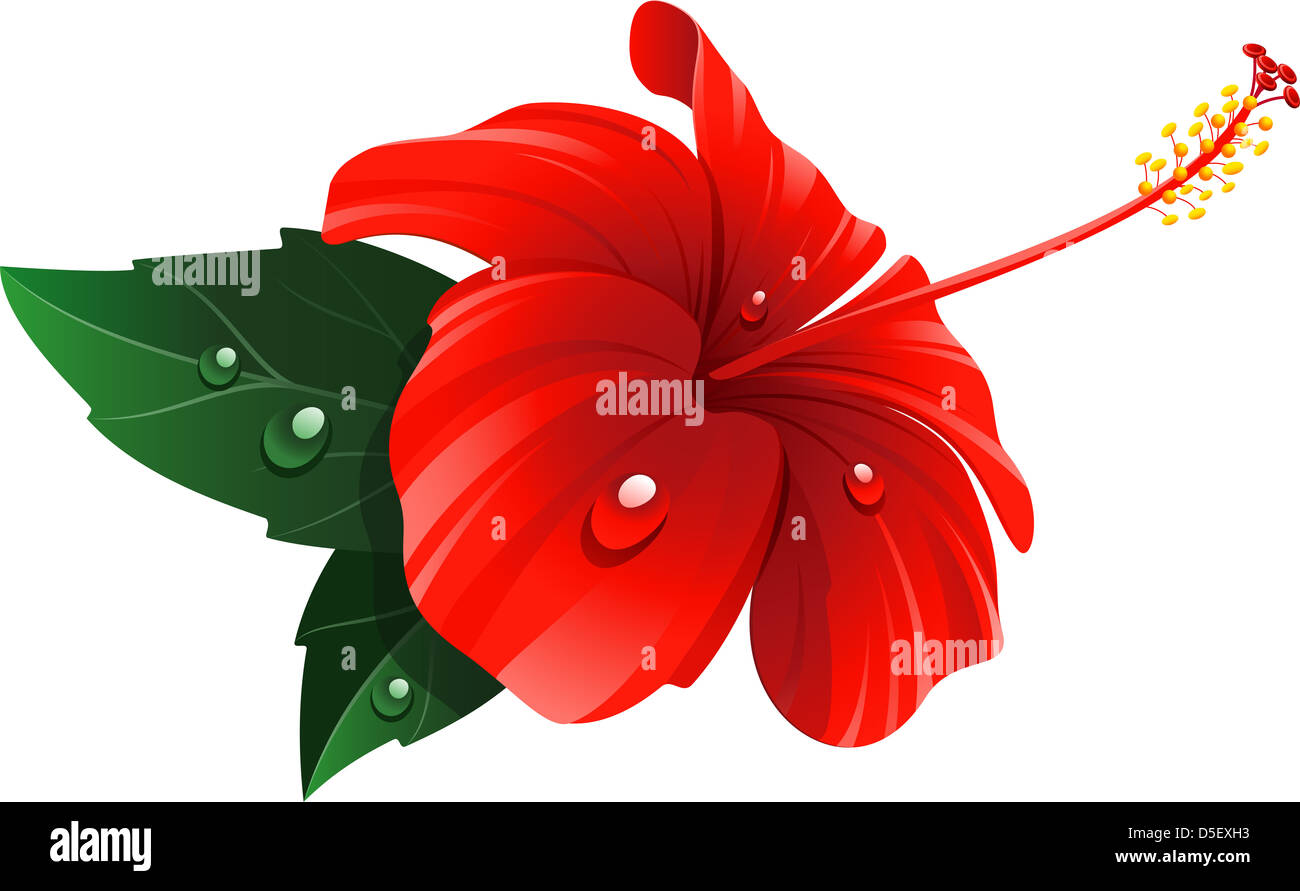 Red hibiscus flower Stock Photo - Alamy