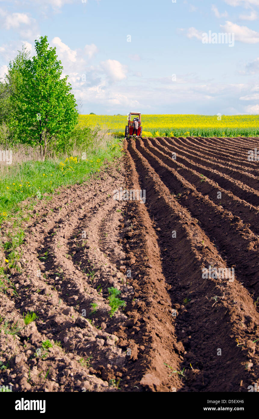 plowed spring farm field for potatoes and little tractor Stock Photo ...