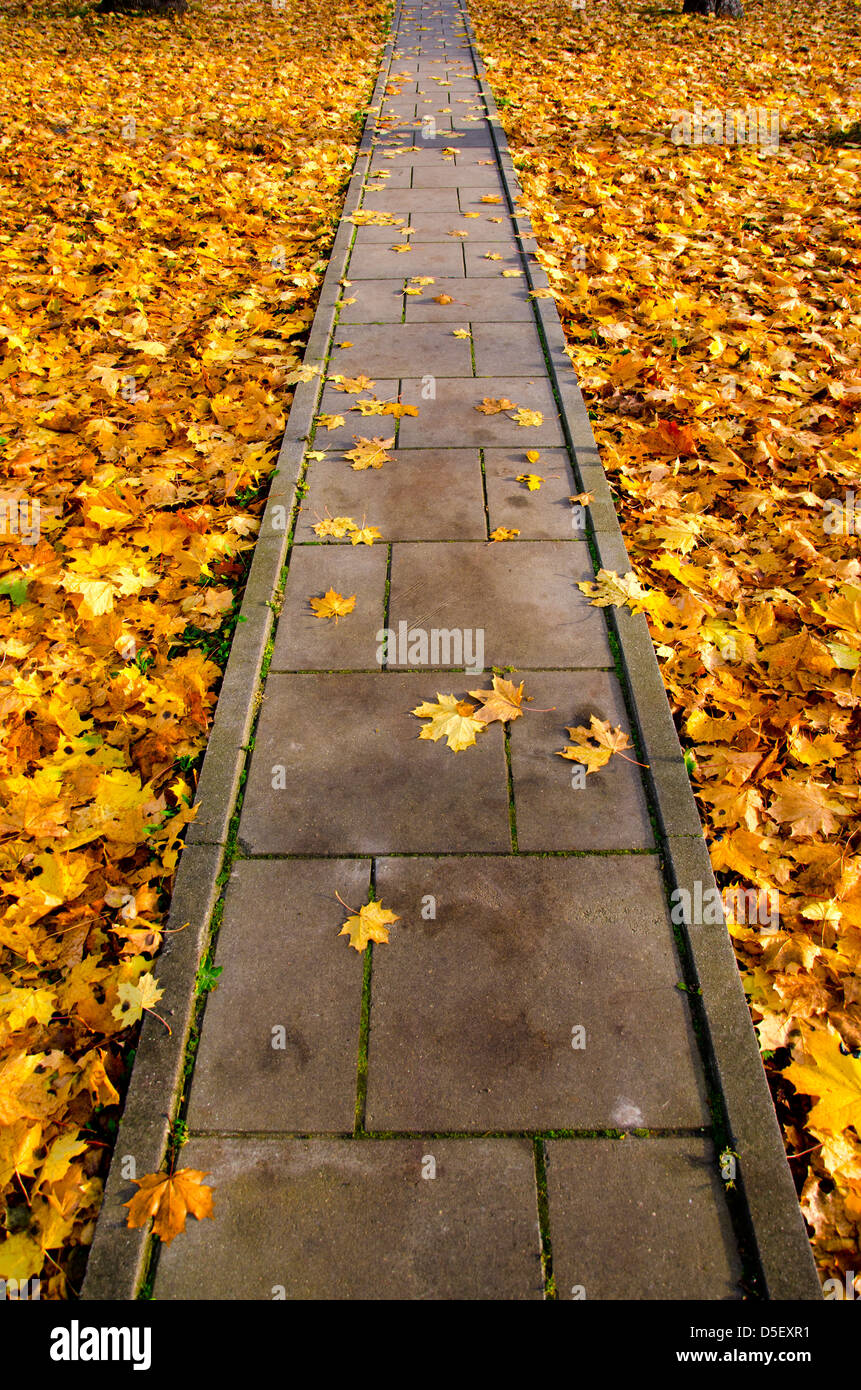 concrete pavement park path through autumn leaves Stock Photo - Alamy