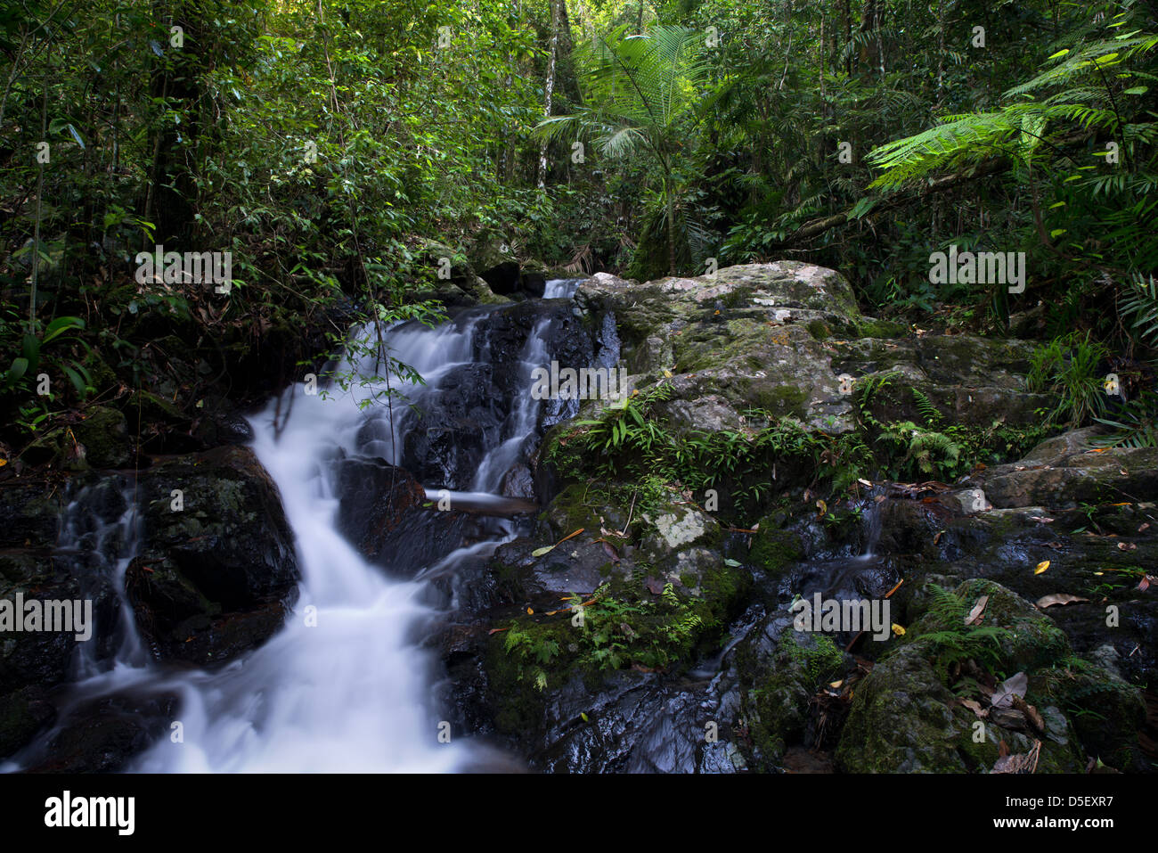 Little waterfall in rainforest hi-res stock photography and images - Alamy