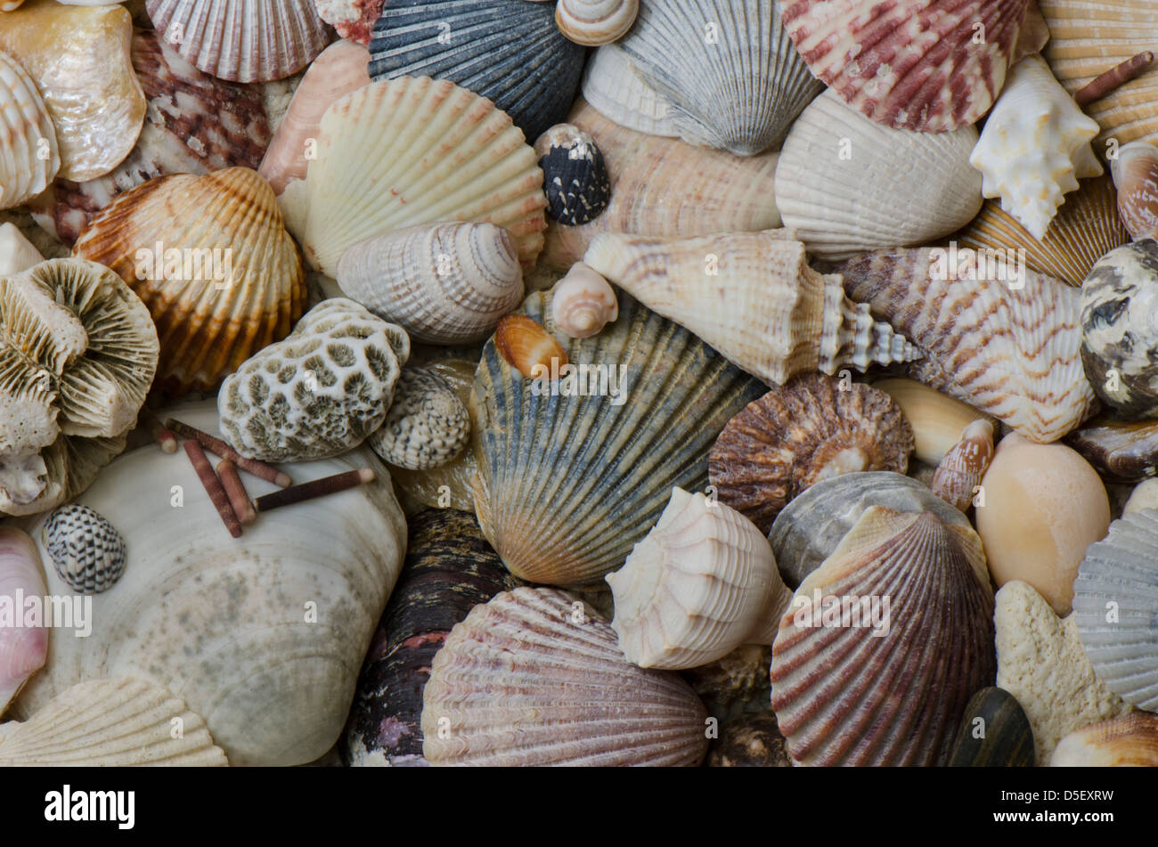 Background composition with collection of shells from various beaches ...