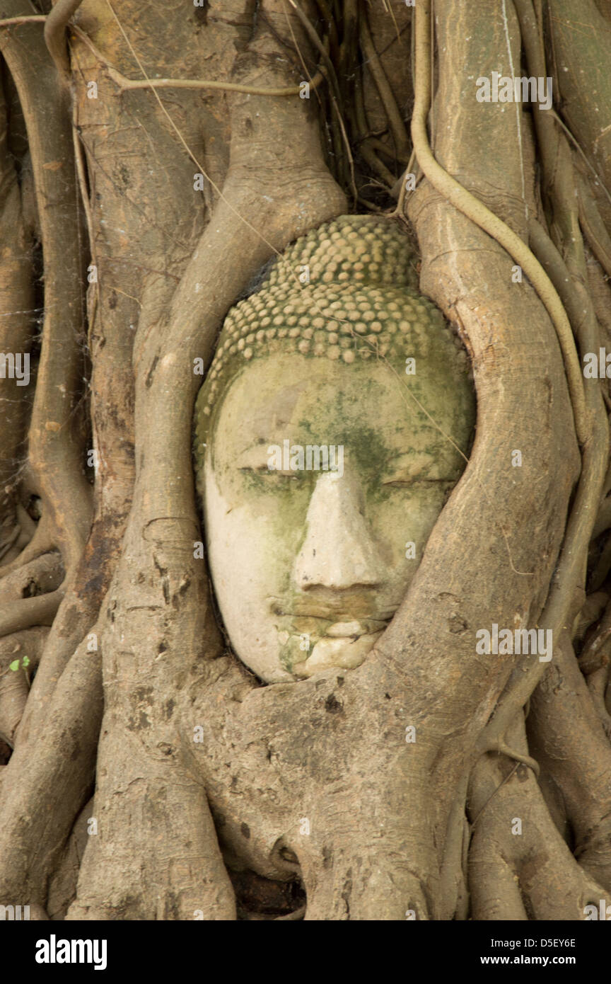 Buddha Head in Tree Roots, Wat Mahathat, Ayutthaya, Thailand Stock ...