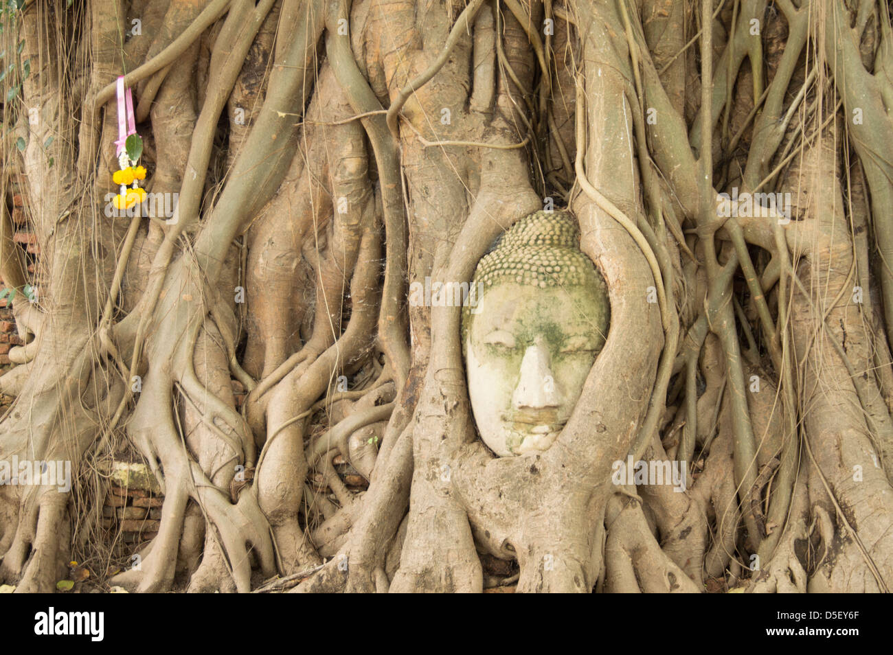 Buddha Head in Tree Roots, Wat Mahathat, Ayutthaya, Thailand Stock ...