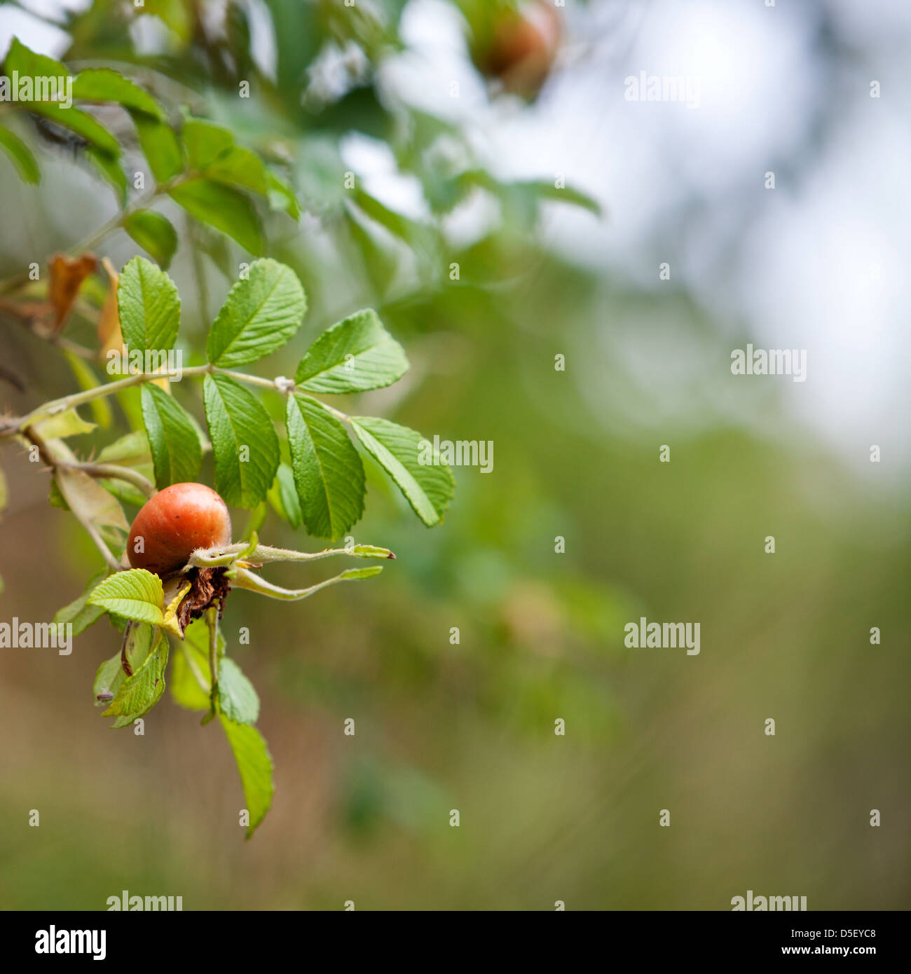 Orange hips in autumn hi-res stock photography and images - Alamy