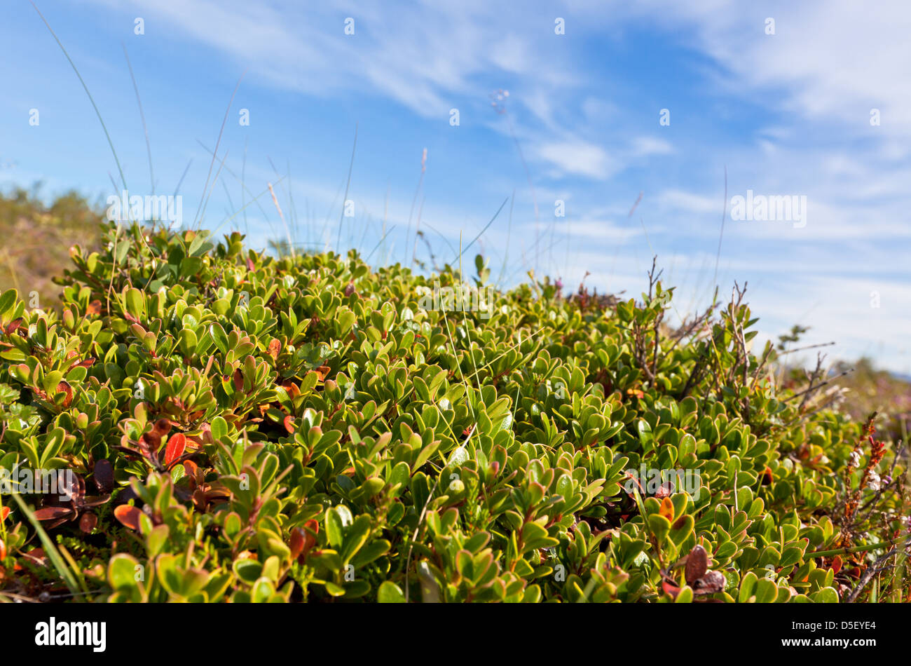 Iceland field closeup at summer. Blue sky as background Stock Photo - Alamy