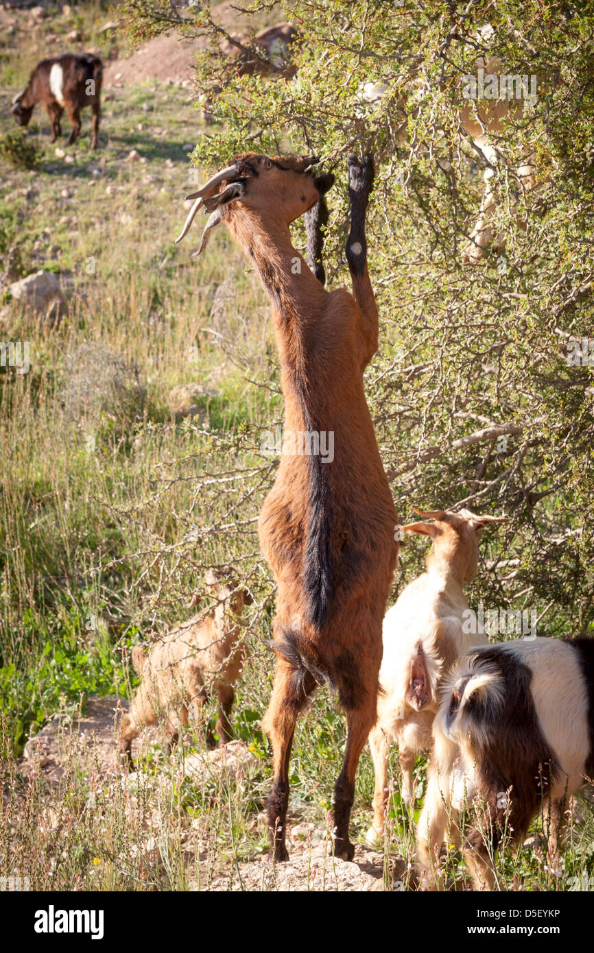 Goats eating branches hi-res stock photography and images - Alamy