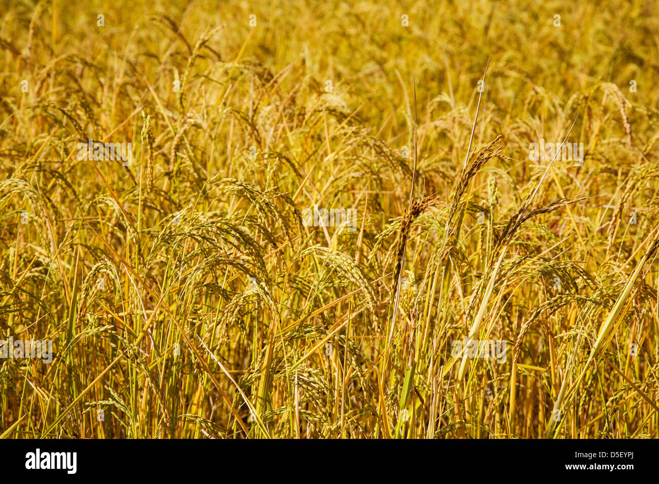Rice valley hi-res stock photography and images - Alamy